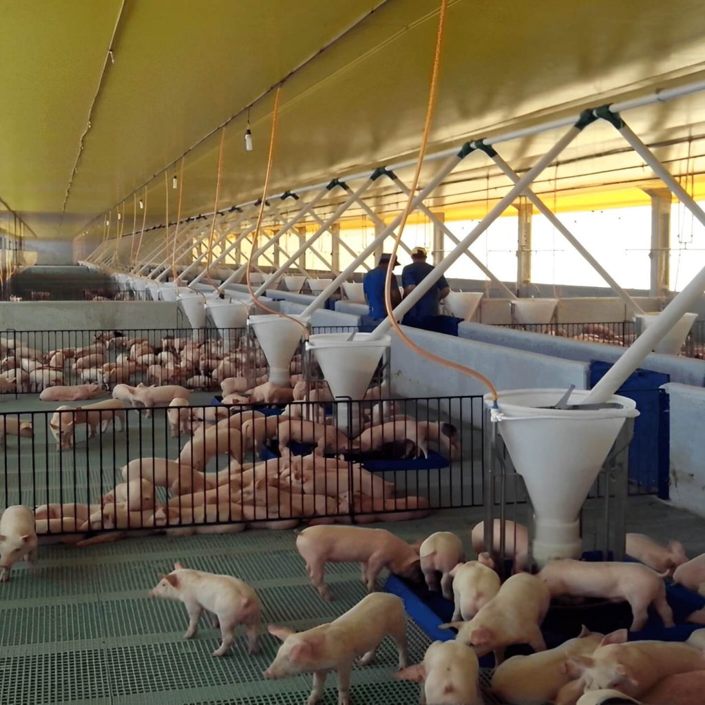 Portal Suin – Suin – Industrial Agrícola Suin